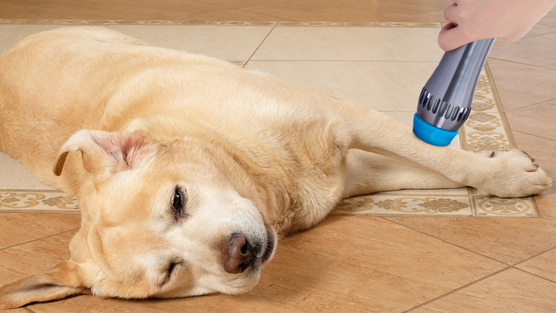 Shockwave Therapy for CCL Tears in Dogs: A Non-Surgical Breakthrough ...