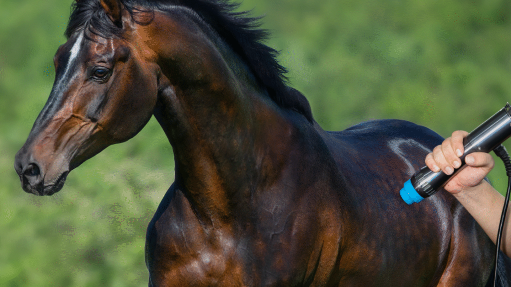 Shockwave Therapy for Muscle Strains in Dogs & Horses — shockwavemachines ️