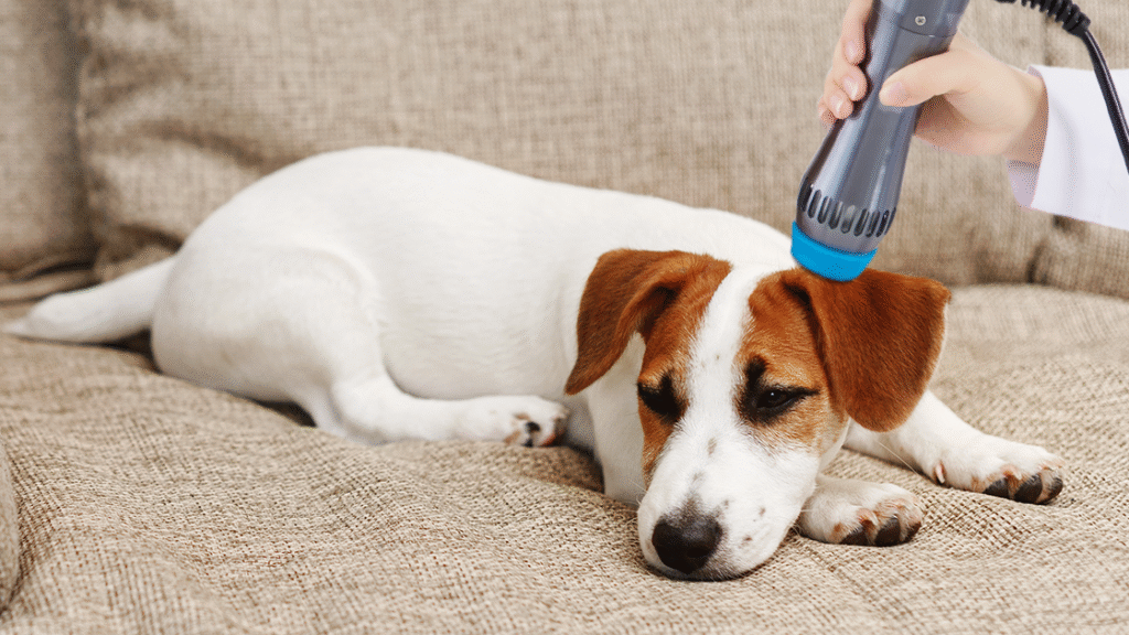 Shockwave Therapy for Muscle Strains in Dogs & Horses — shockwavemachines ️